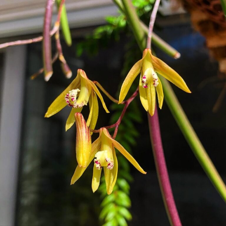 40 Popular Types Of Dendrobium Pictorial Guide