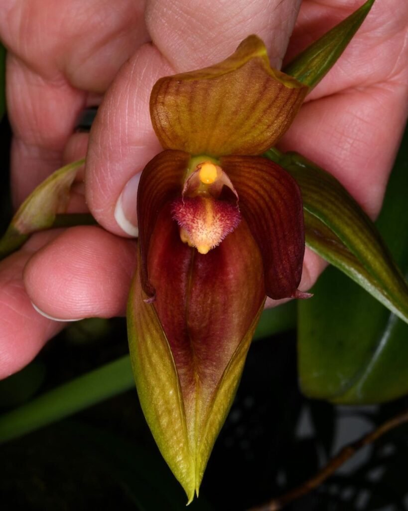 40 Popular Types Of Bulbophyllum Pictorial Guide