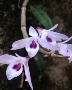 40 Popular Types Of Dendrobium Pictorial Guide
