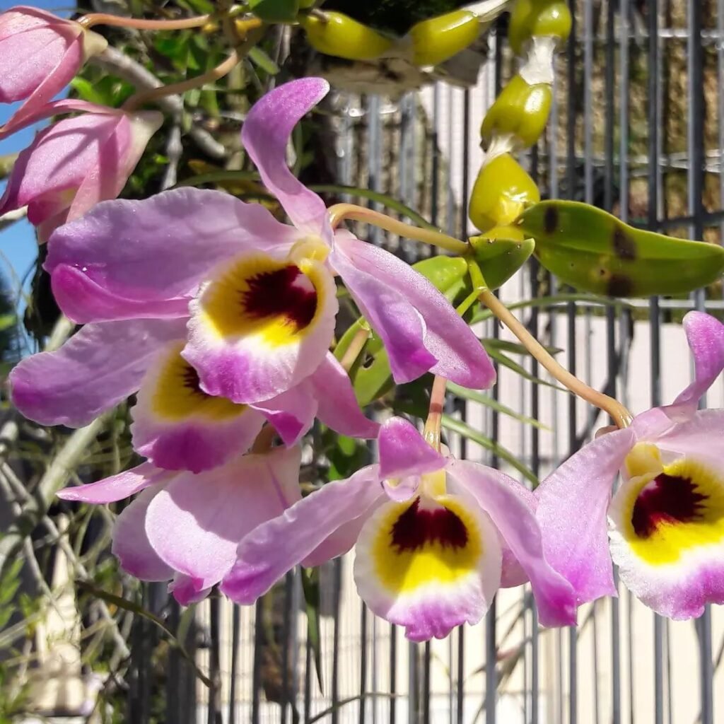 40 Popular Types Of Dendrobium Pictorial Guide