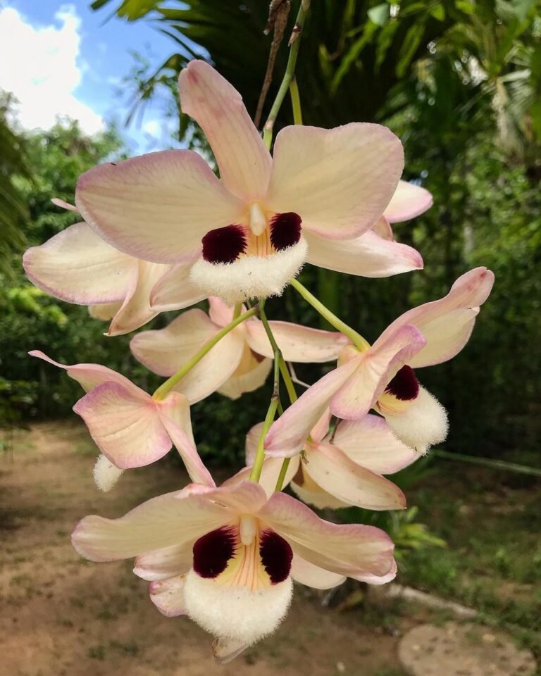 40 Popular Types Of Dendrobium Pictorial Guide