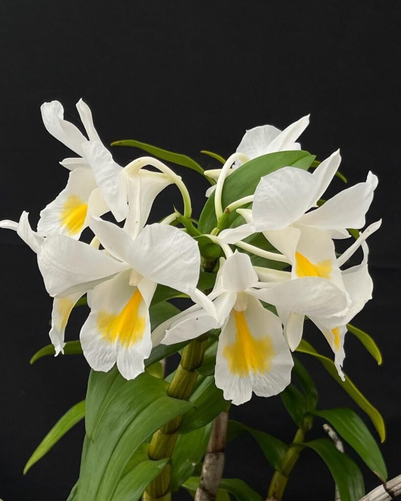 40 Popular Types Of Dendrobium Pictorial Guide