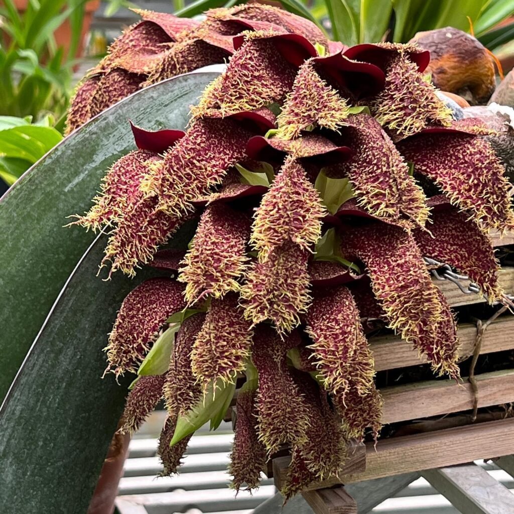 40 Popular Types Of Bulbophyllum Pictorial Guide