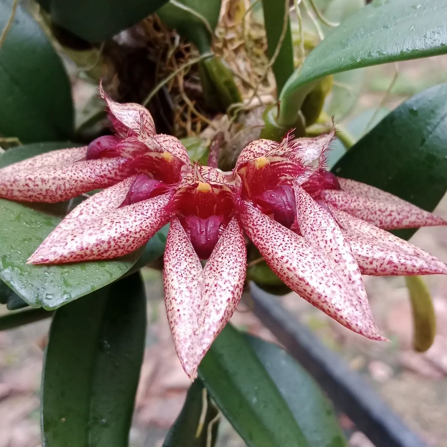 40 Popular Types Of Bulbophyllum Pictorial Guide