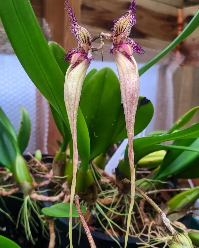 40 Popular Types Of Bulbophyllum Pictorial Guide