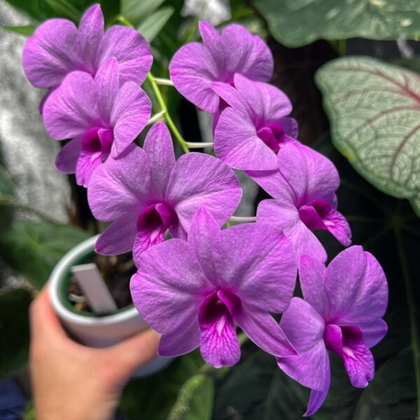 40 Popular Types Of Dendrobium Pictorial Guide