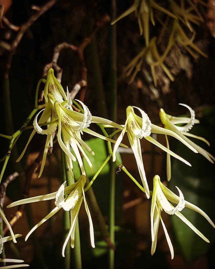 40 Popular Types Of Dendrobium Pictorial Guide